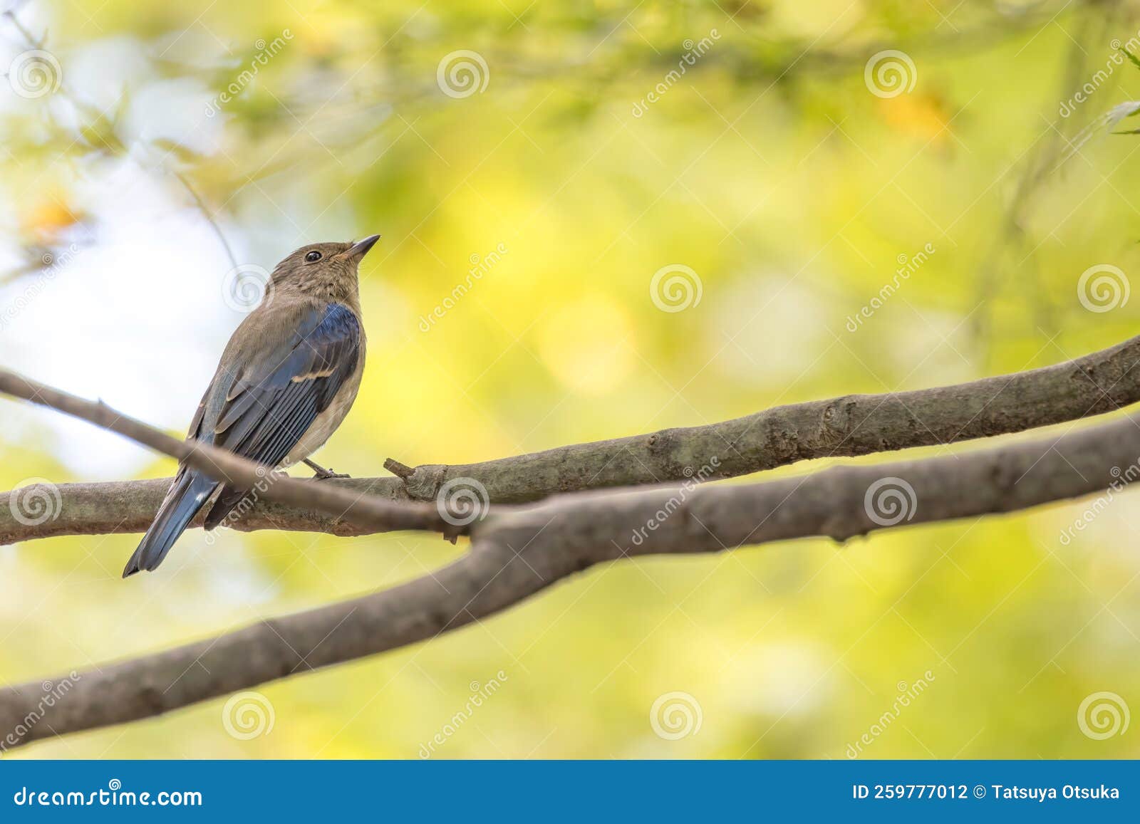 A Young Blue Bird on a Branch of Tree. Stock Photo - Image of tree ...