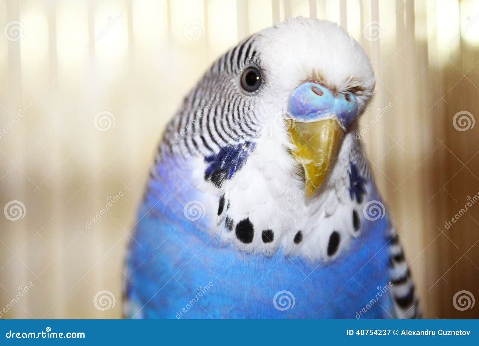 Young Blue Budgerigar Portrait Stock Image - Image of camera, parrot ...