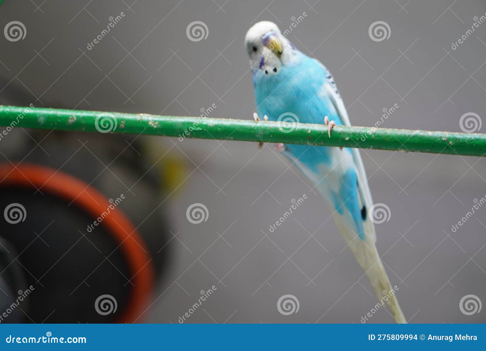 Young Blue Budgie Sitting on a Tree Branch Stock Photo - Image of ...