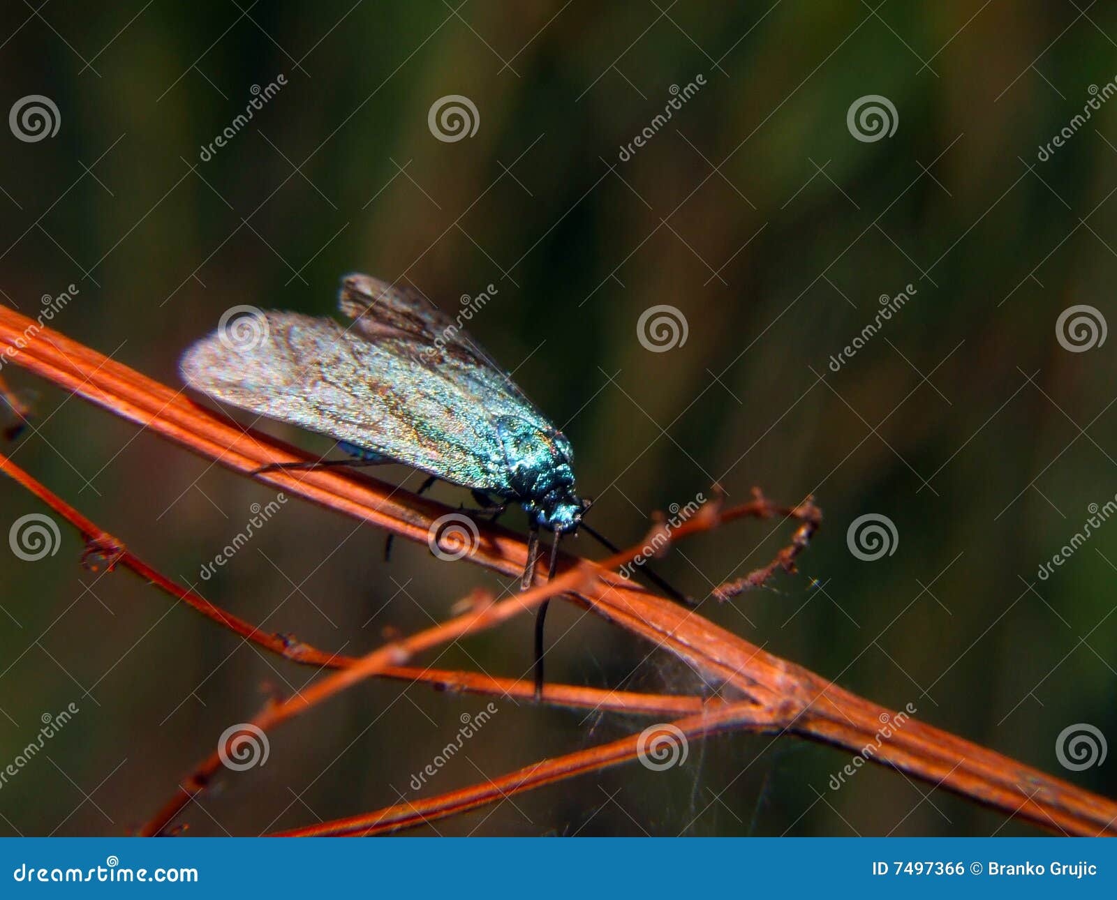 Buterfly Royalty-Free Stock Photography | CartoonDealer.com #1827623