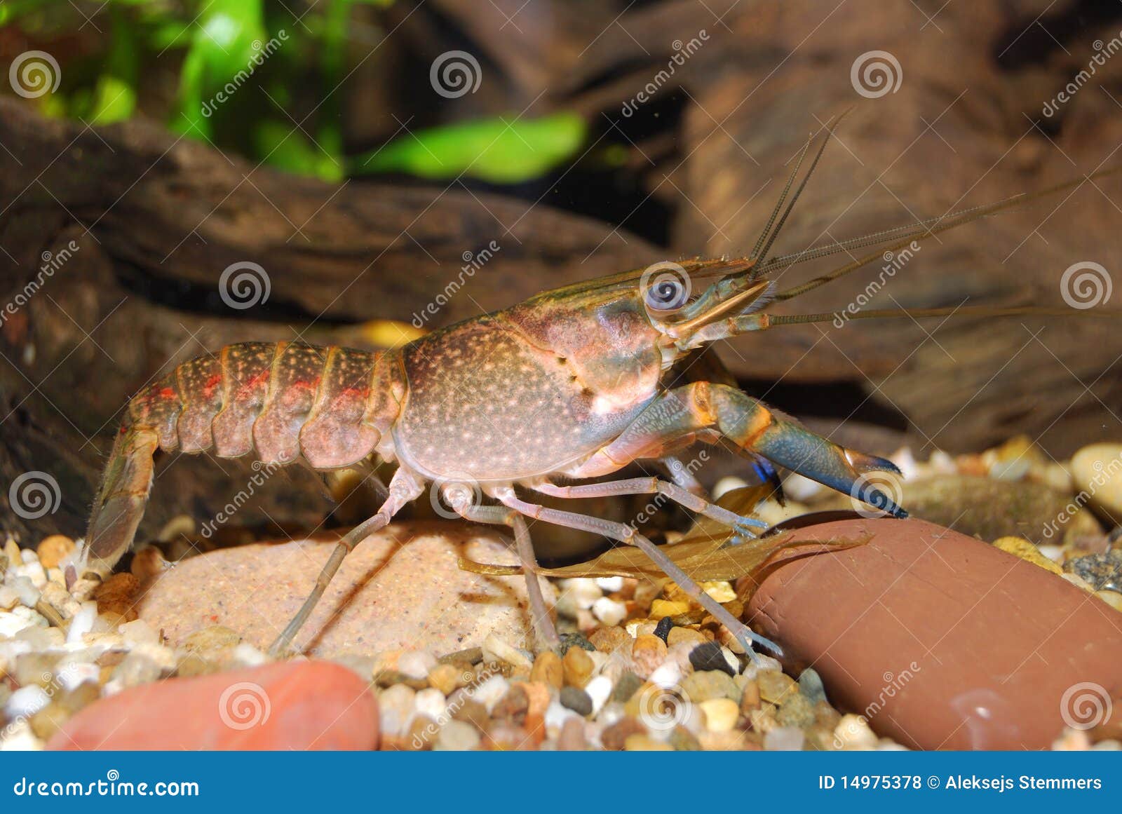 Brown Crayfish