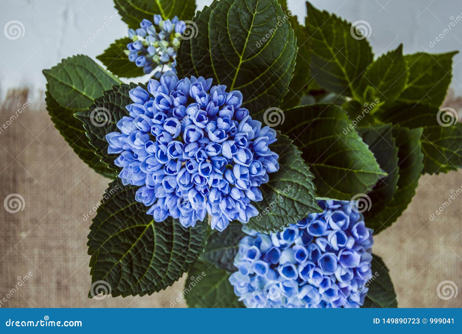Young Blue Hydrangea Flowers with Leaves Stock Image - Image of shrub ...