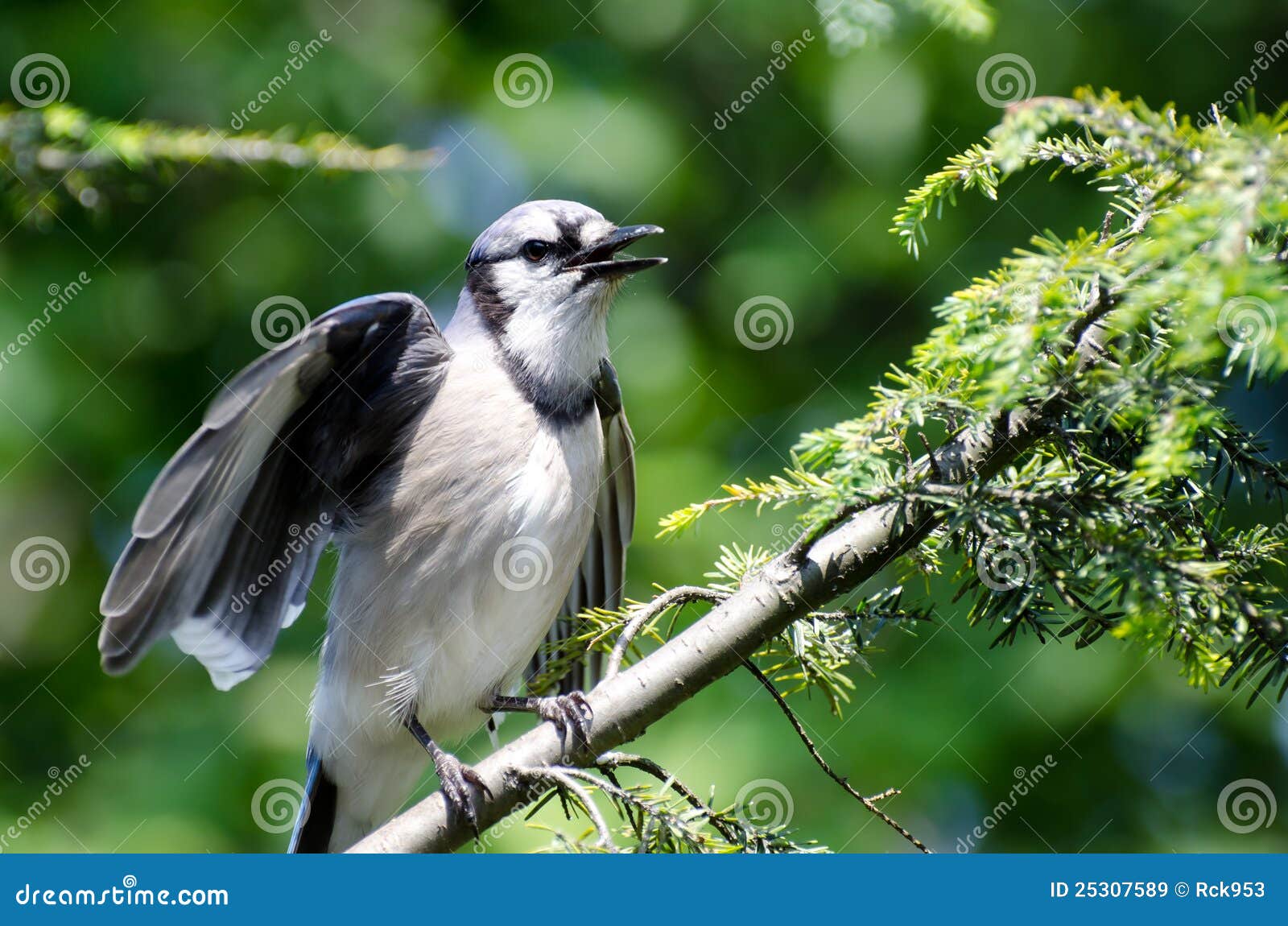 Young Blue Jay Calling Out To Be Fed Stock Image - Image of limb ...