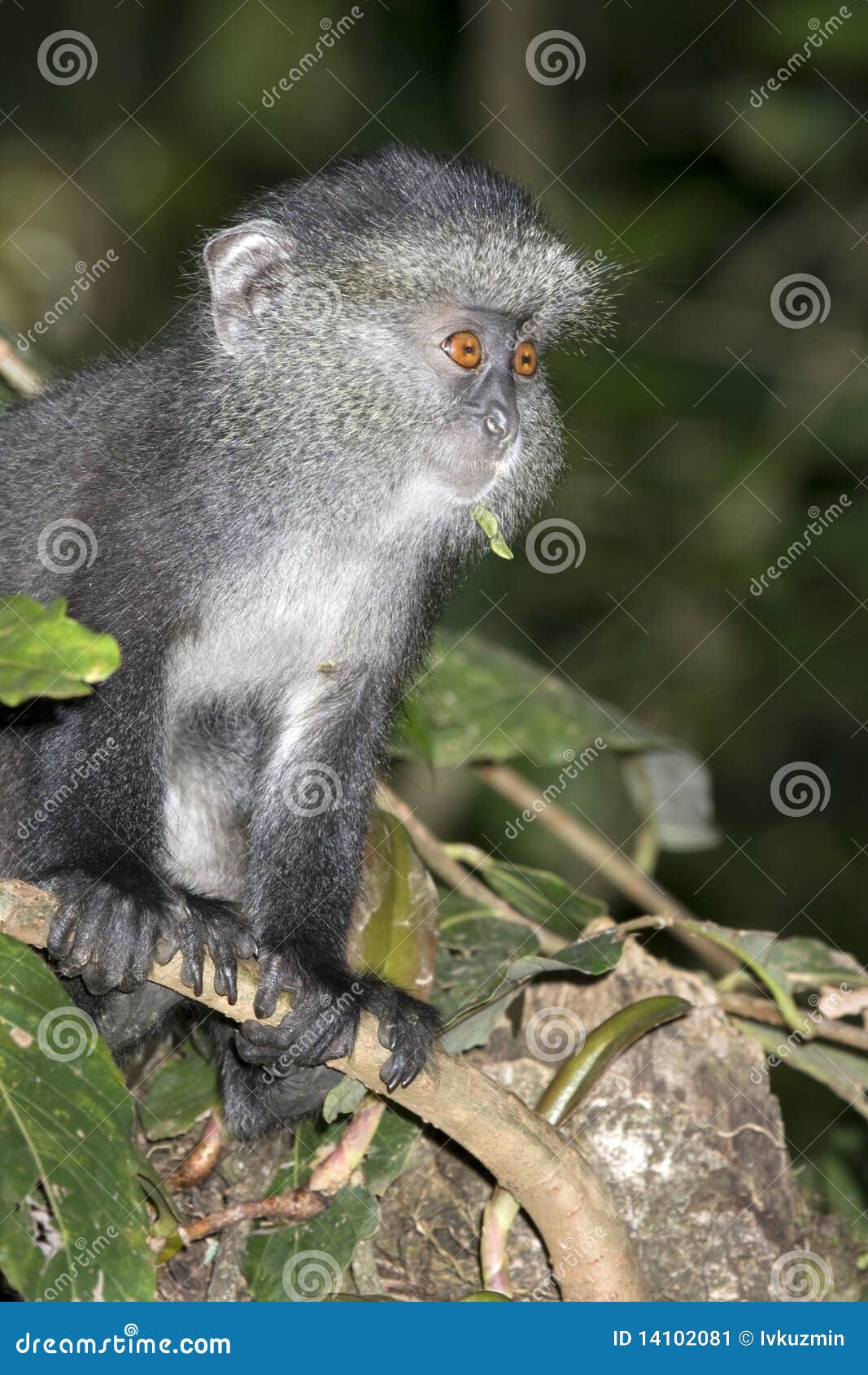 Young blue monkey. stock image. Image of national, rain - 14102081