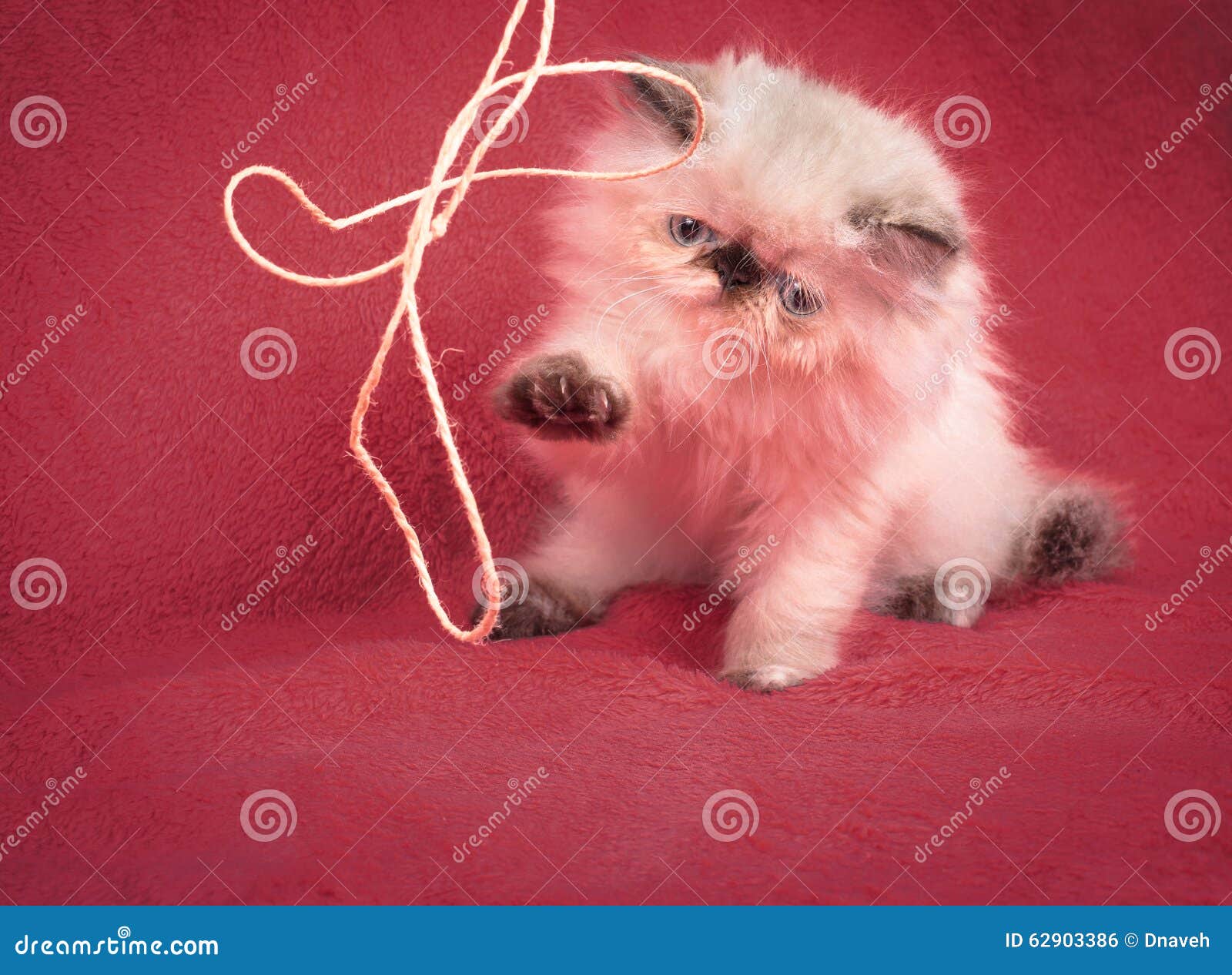 Young Blue Point Himalayan Persian Kitten Stock Photo - Image of ...