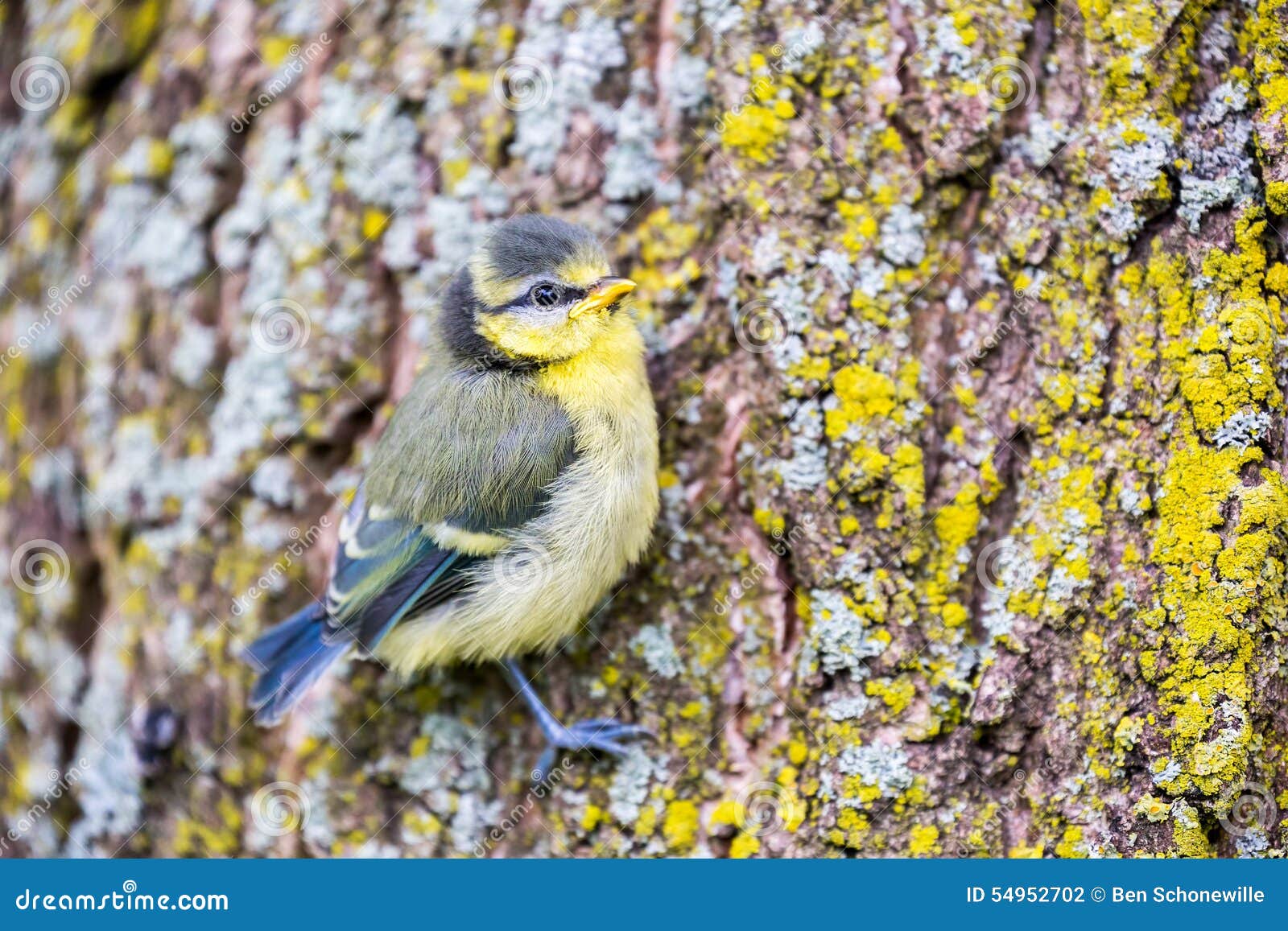 Young Blue Tit Hanging at Oak Tree Trunk Stock Photo - Image of bark ...