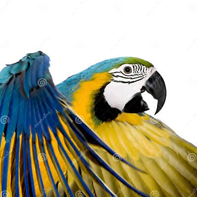 Young Blue-and-yellow Macaw Stock Photo - Image of blue, wing: 4991148