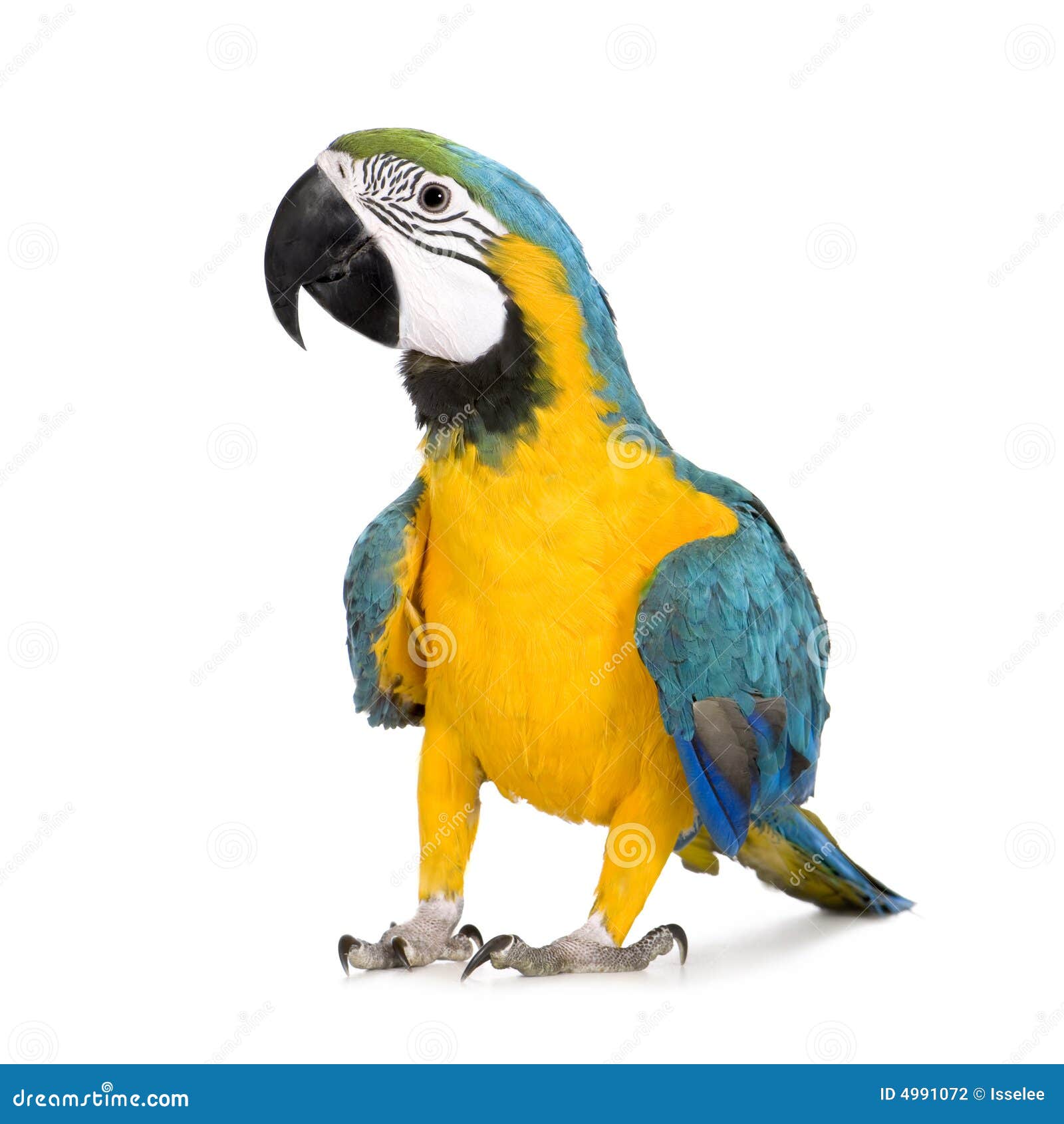 Young Blue-and-yellow Macaw - Ara Ararauna (8 Months) Stock Photo ...