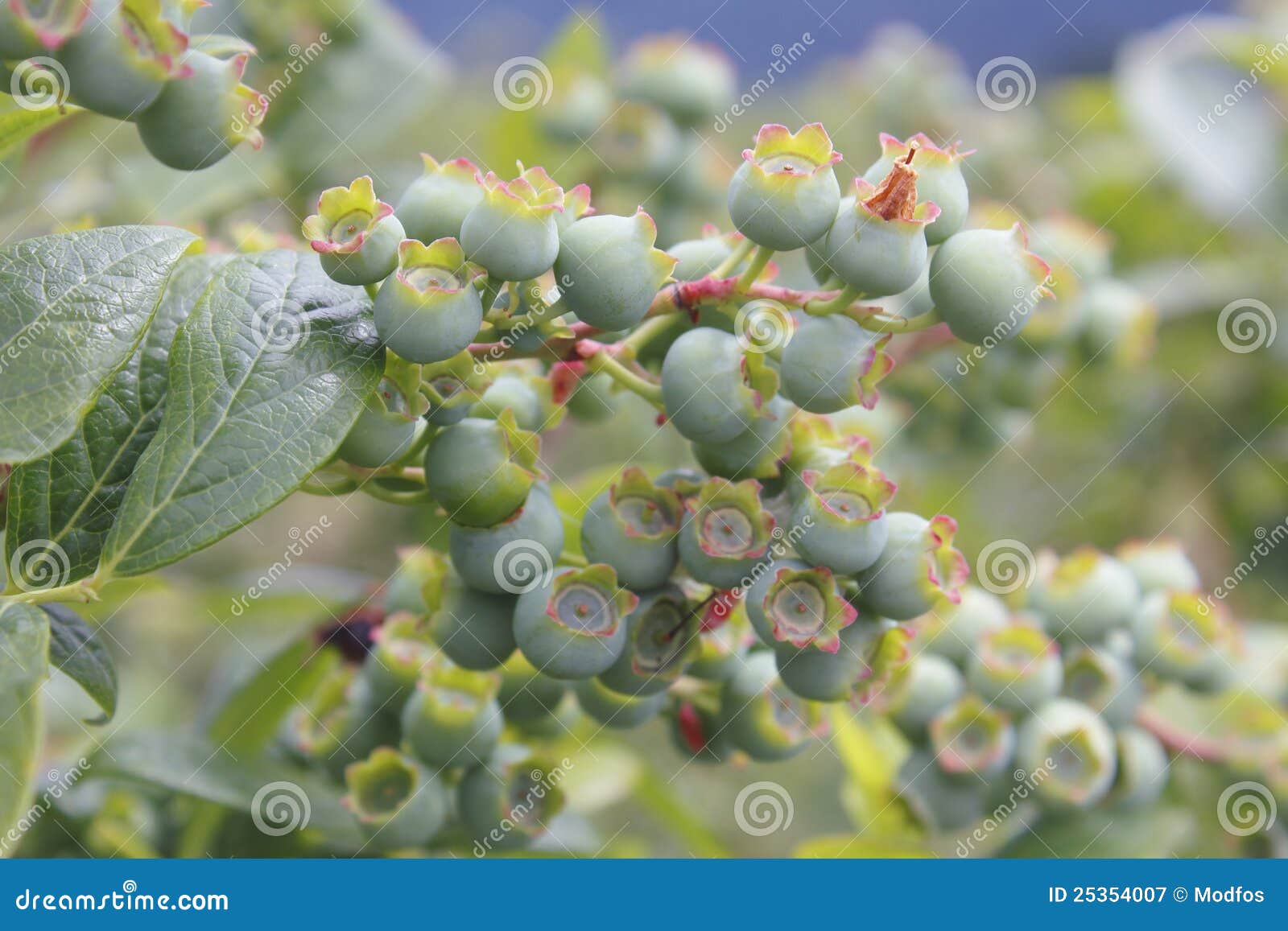 Young Blueberry Fruit Ripening on a Branch Stock Image - Image of ...