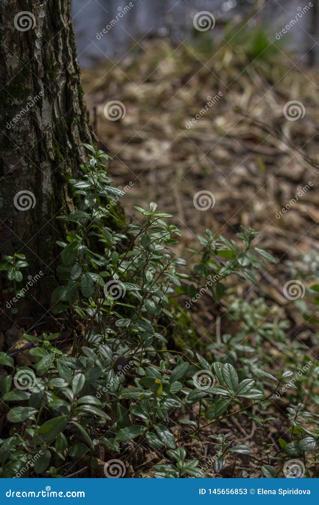 Young Blueberry Sprouts by the Tree Stock Image - Image of light ...