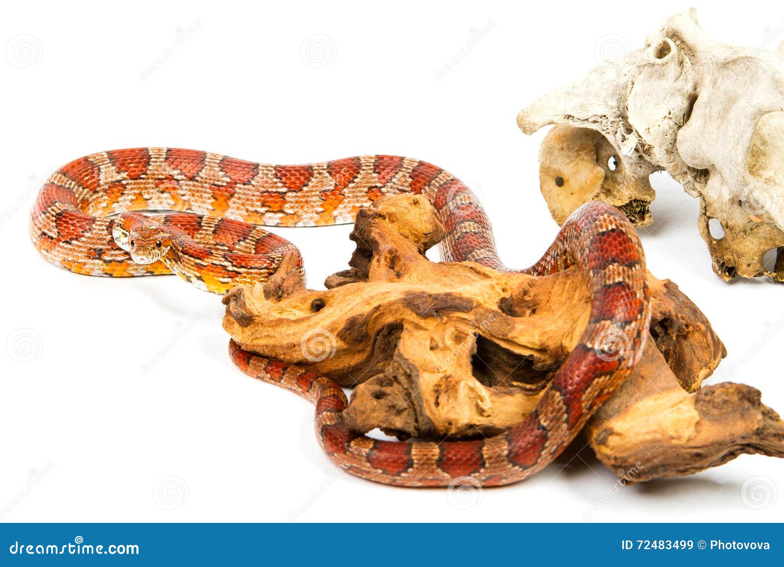 Young Boa Constrictor on a White Background. Stock Image - Image of ...