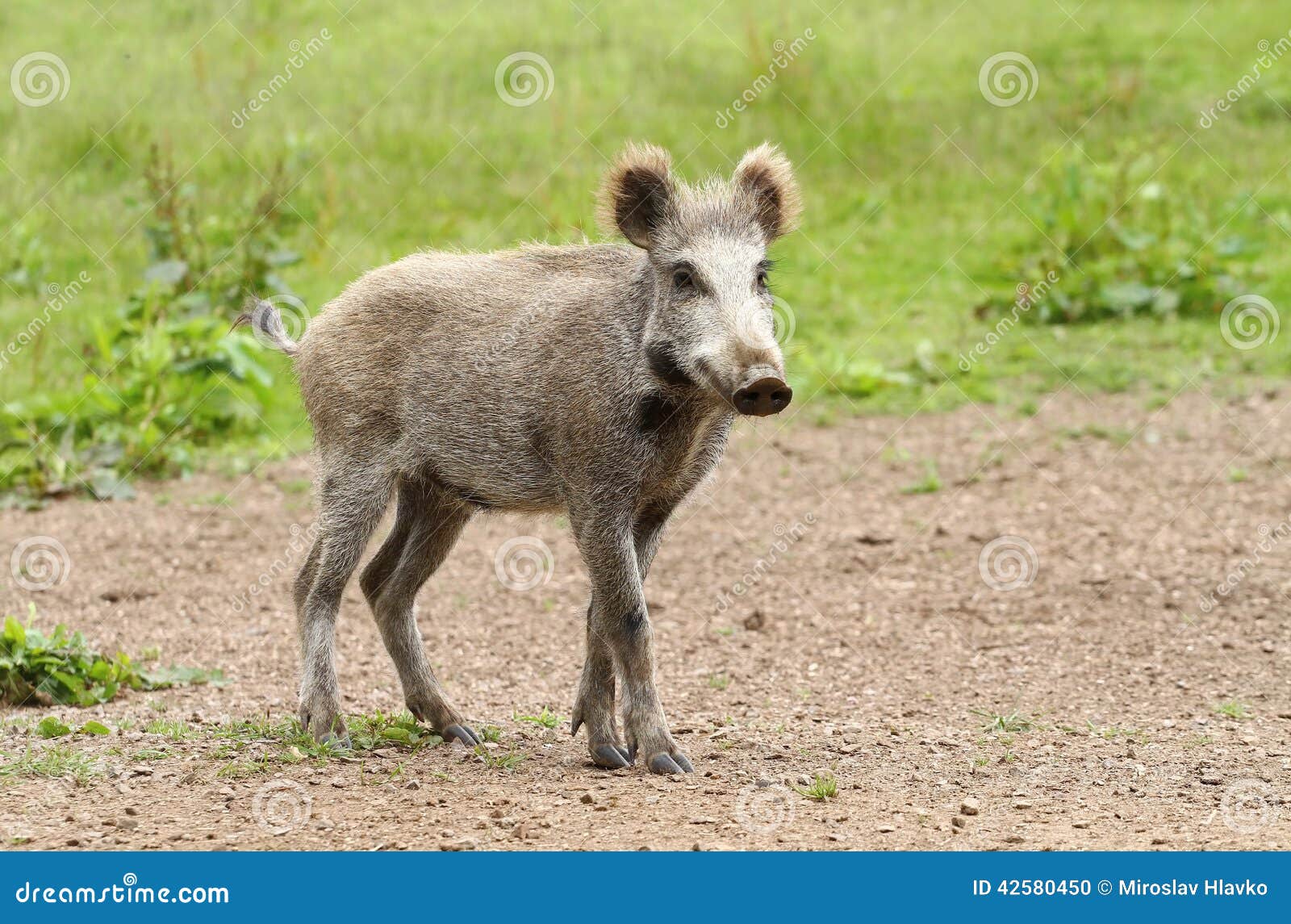 Young boar stock photo. Image of scrofa, hoofed, hirsute - 42580450