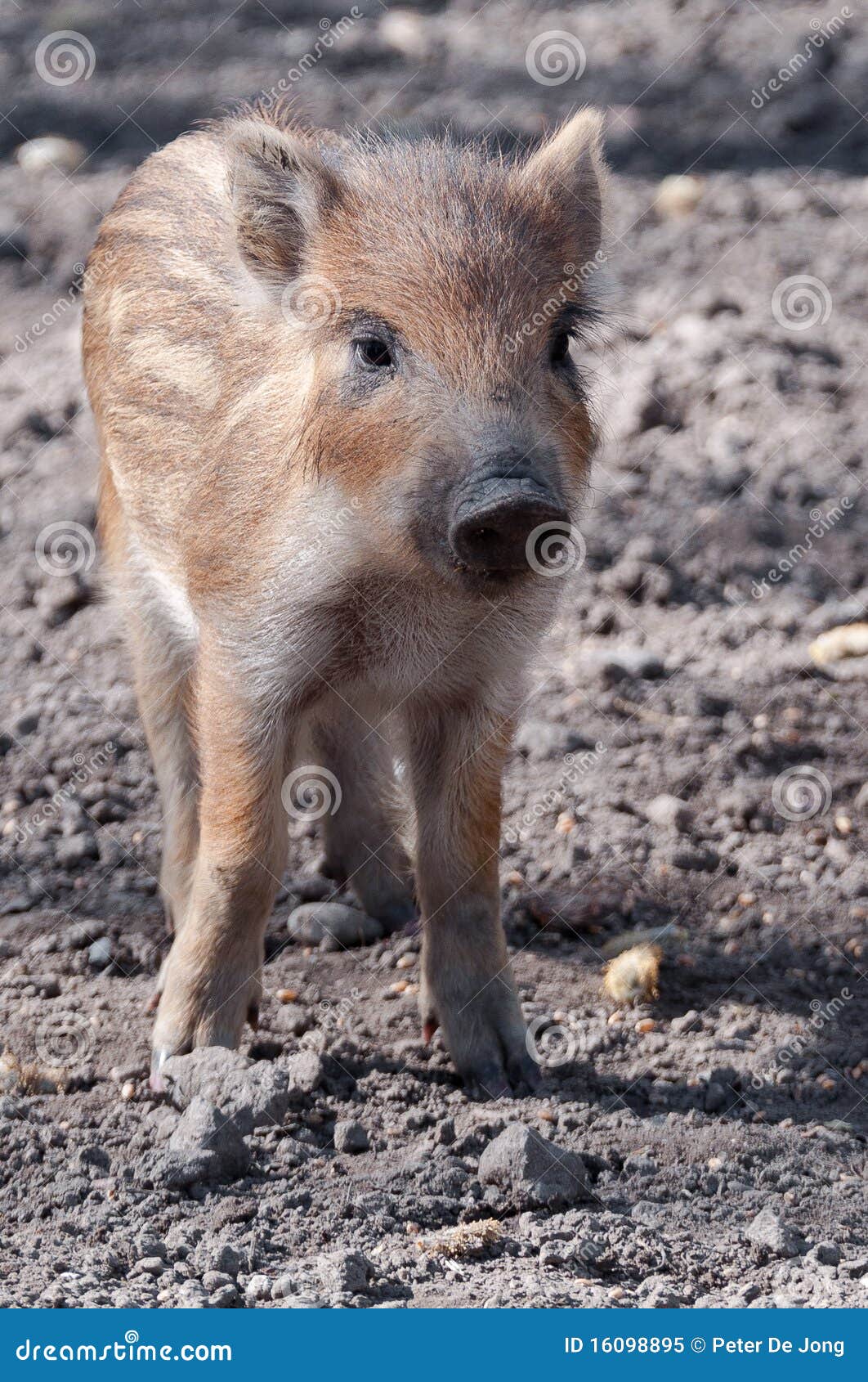 Young Boars Searching for Food Stock Image - Image of running, food ...