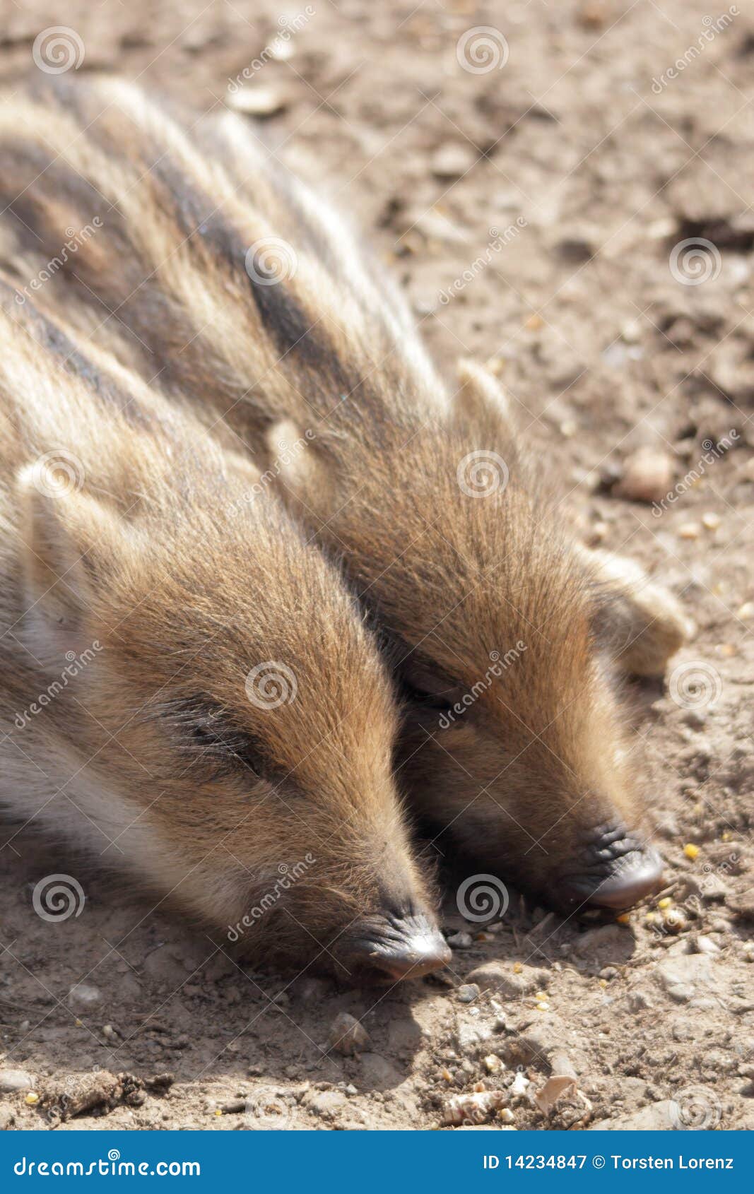 Young boars sleeping stock image. Image of mammals, wild - 14234847