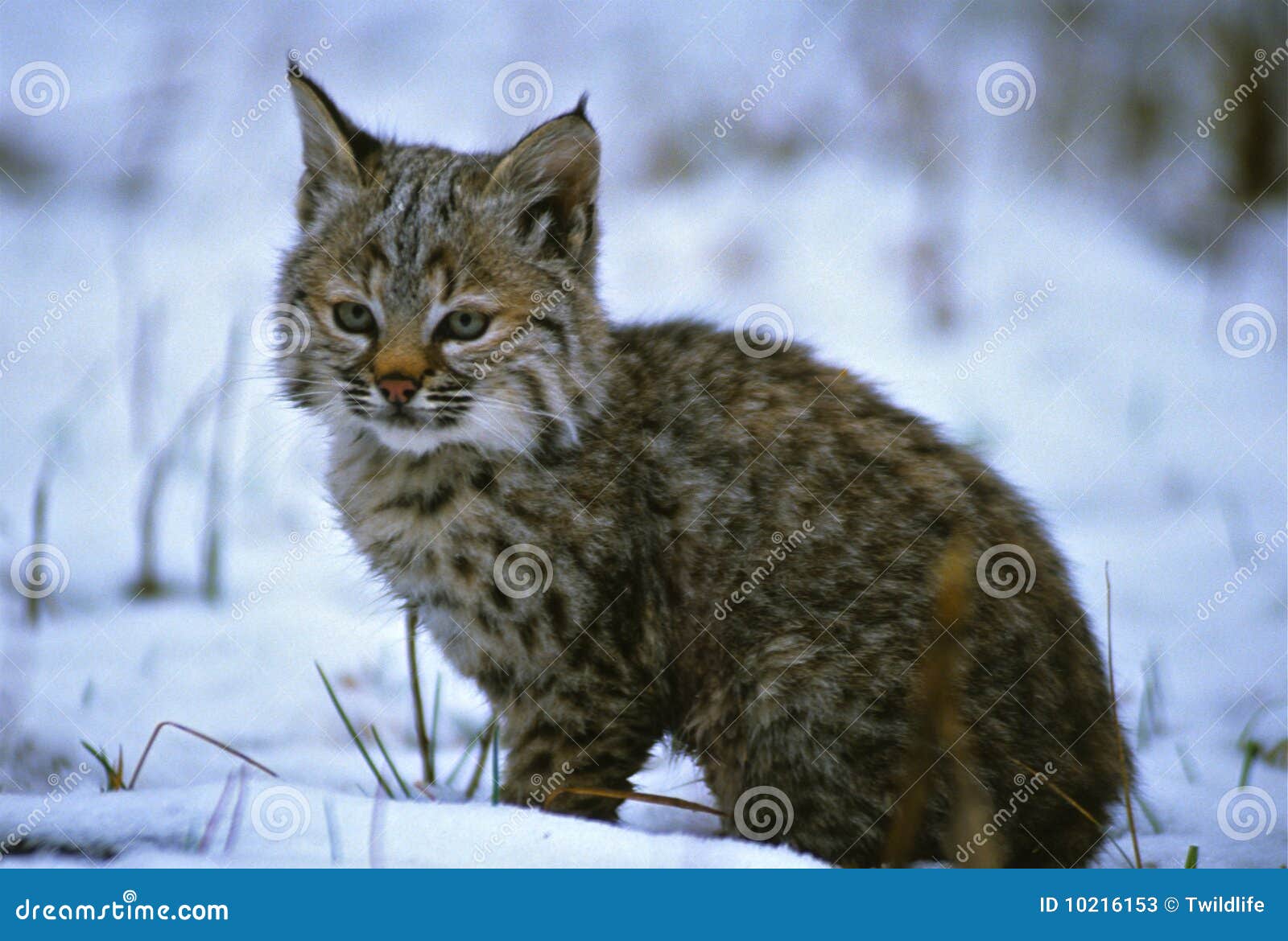 Young Bobcat In Snow Stock Photos - Image: 10216153