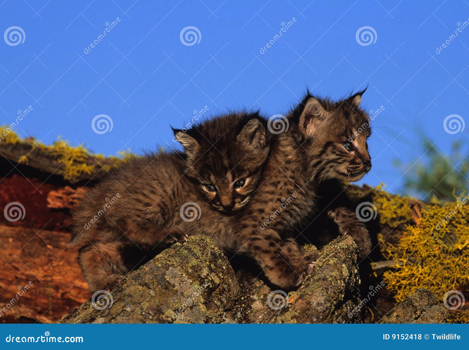 Young Bobcats Cuddling stock photo. Image of predator - 9152418