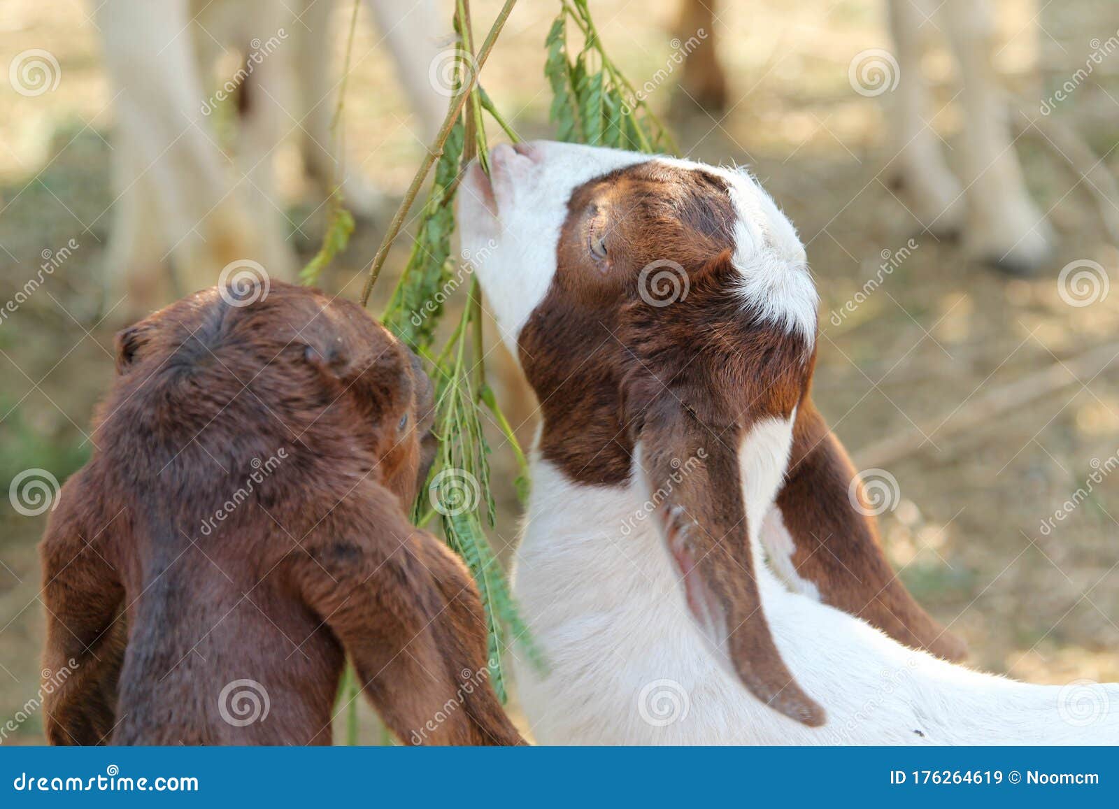 The goat is eating stock image. Image of hairy, rural - 176264619