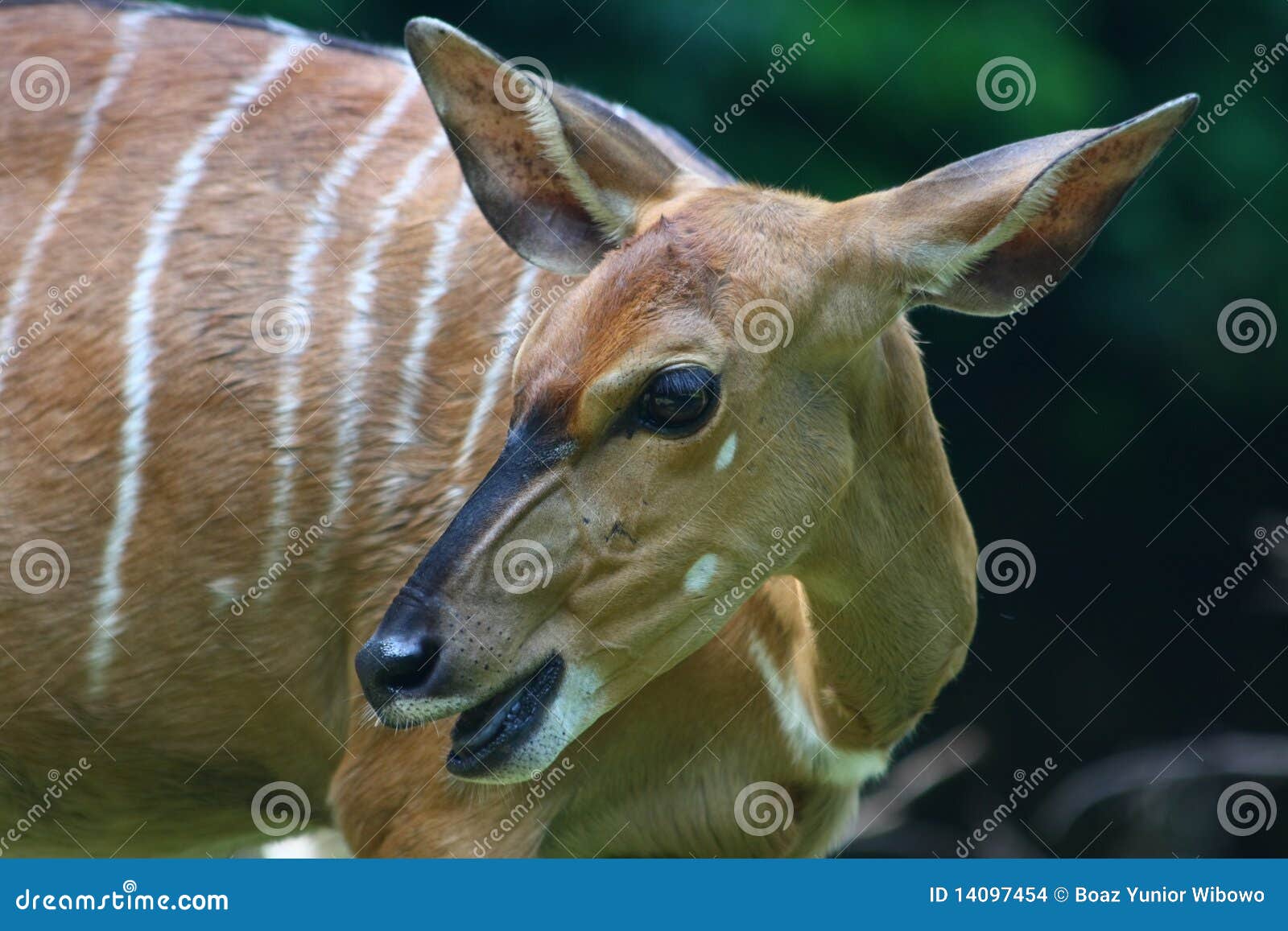A Young Bongo stock photo. Image of endangered, details - 14097454