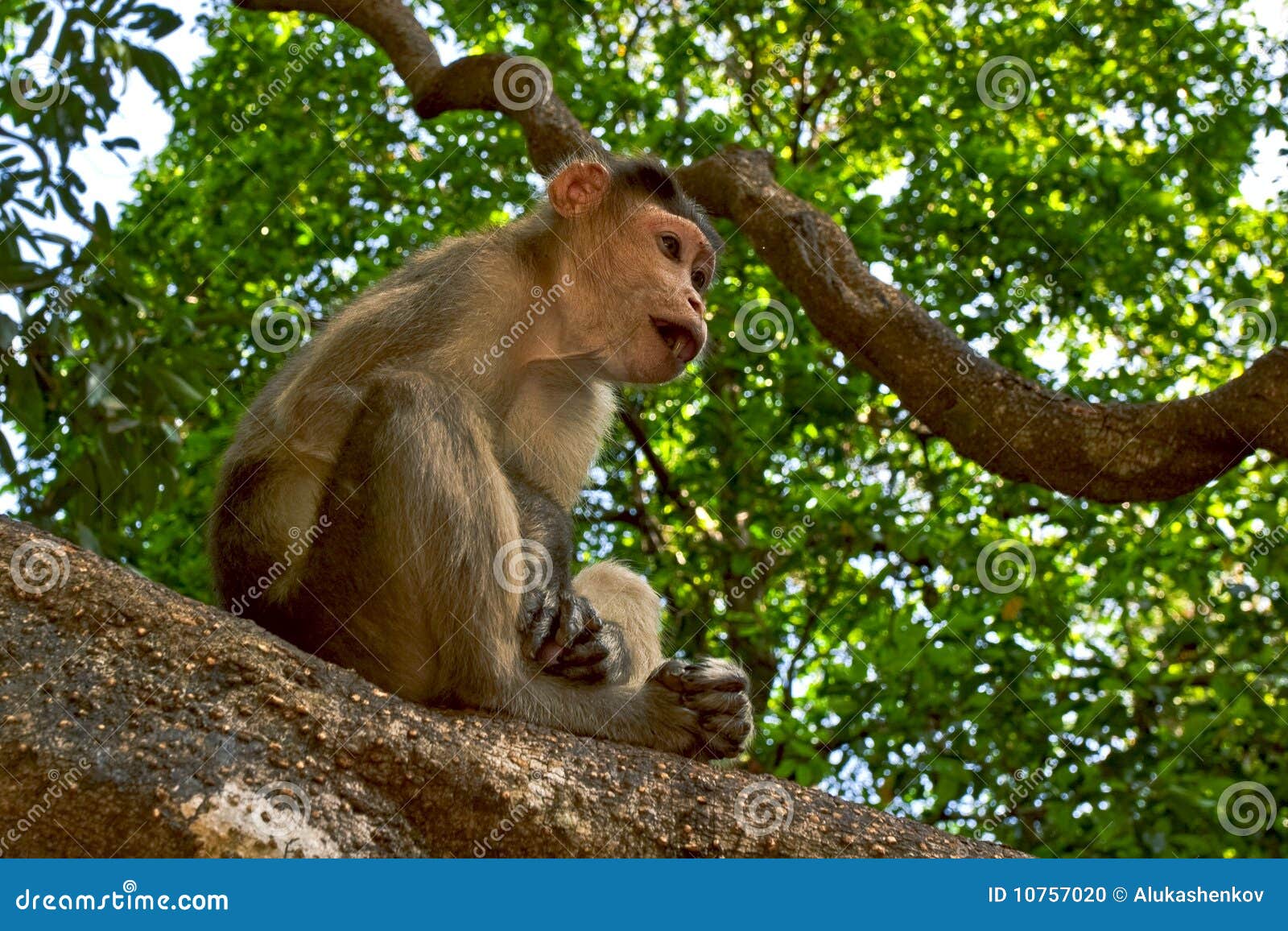 Macaque In A Tree Stock Photo | CartoonDealer.com #2721834