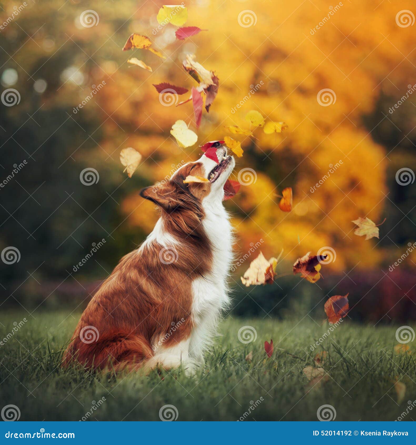 Young Border Collie Dog Playing with Leaves in Autumn Stock Photo ...