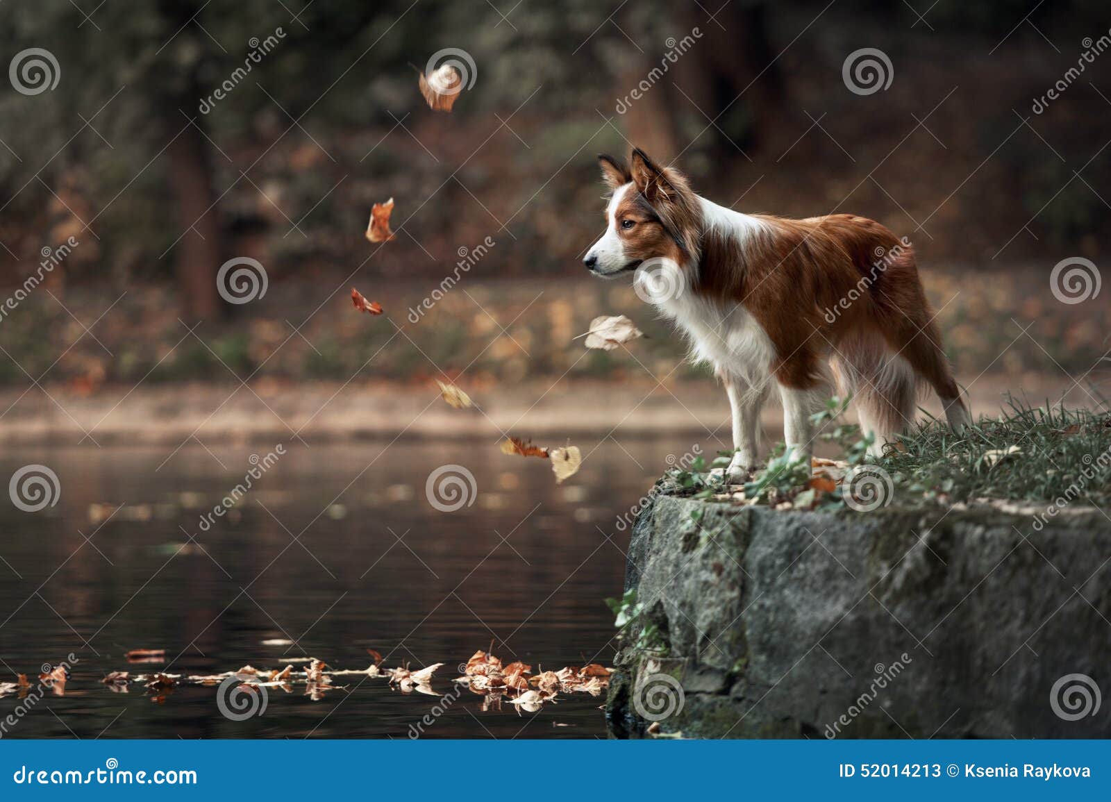 Young Border Collie Dog Standing on the Edge of Pond Stock Image ...