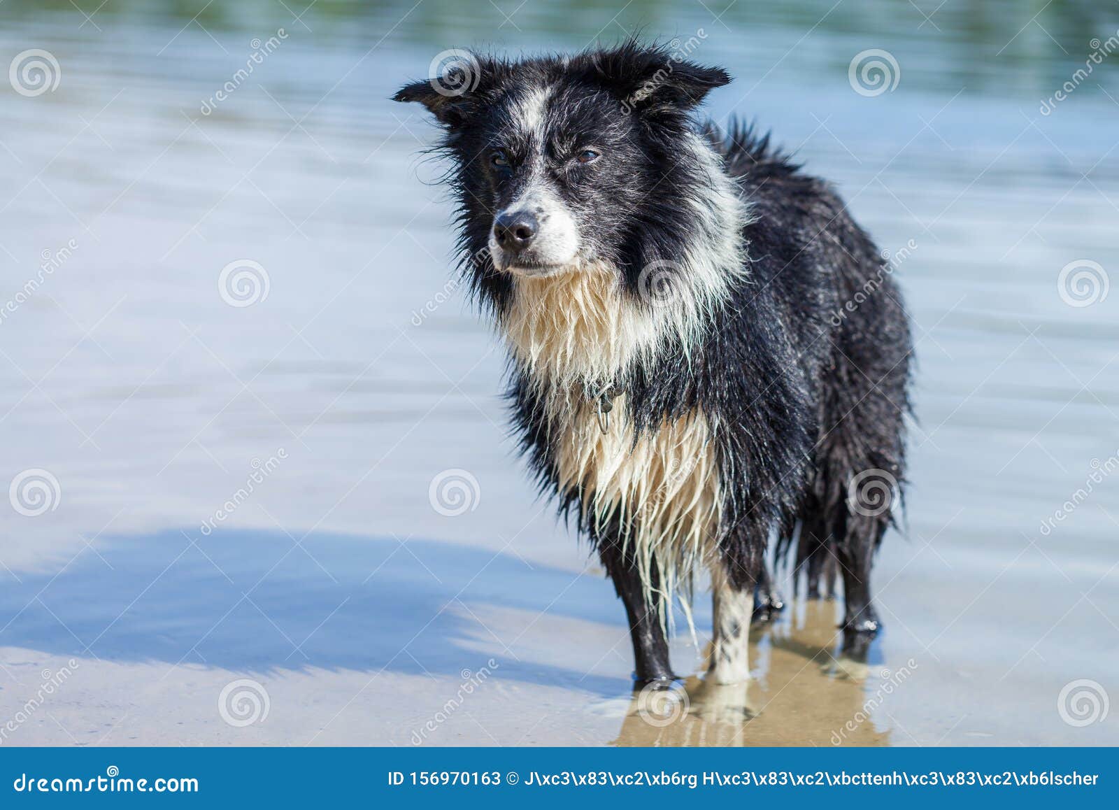 Young Border Collie Dog with Wet Fur Stock Image - Image of cheerful ...