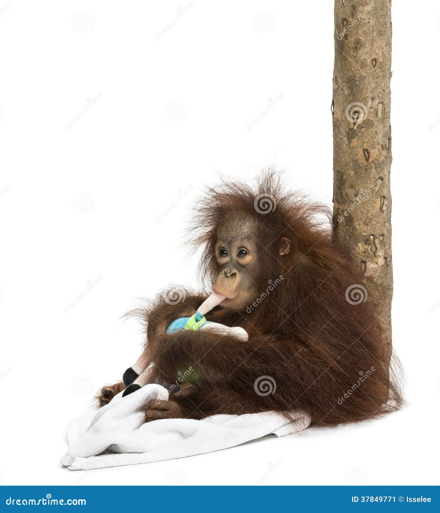 Young Bornean Orangutan Leant Against a Tree Trunk Stock Image - Image ...