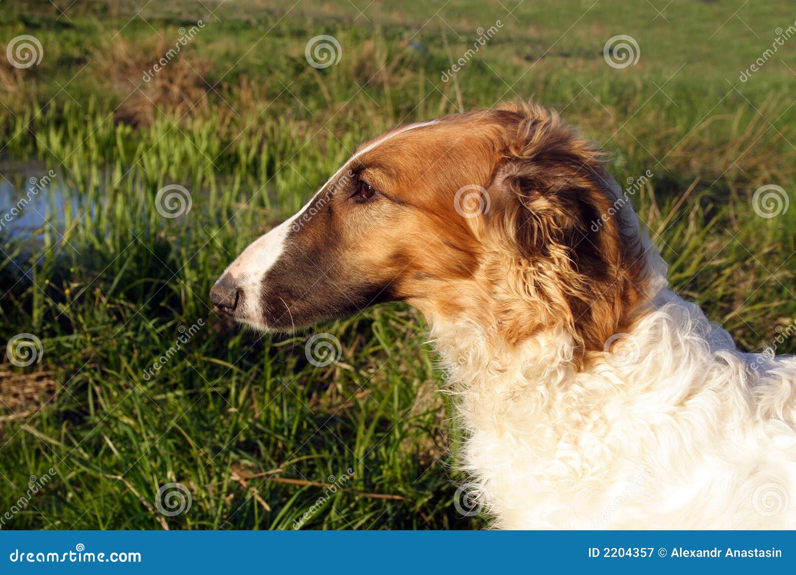 Young borzoi dog stock image. Image of hair, hunting, eyes - 2204357