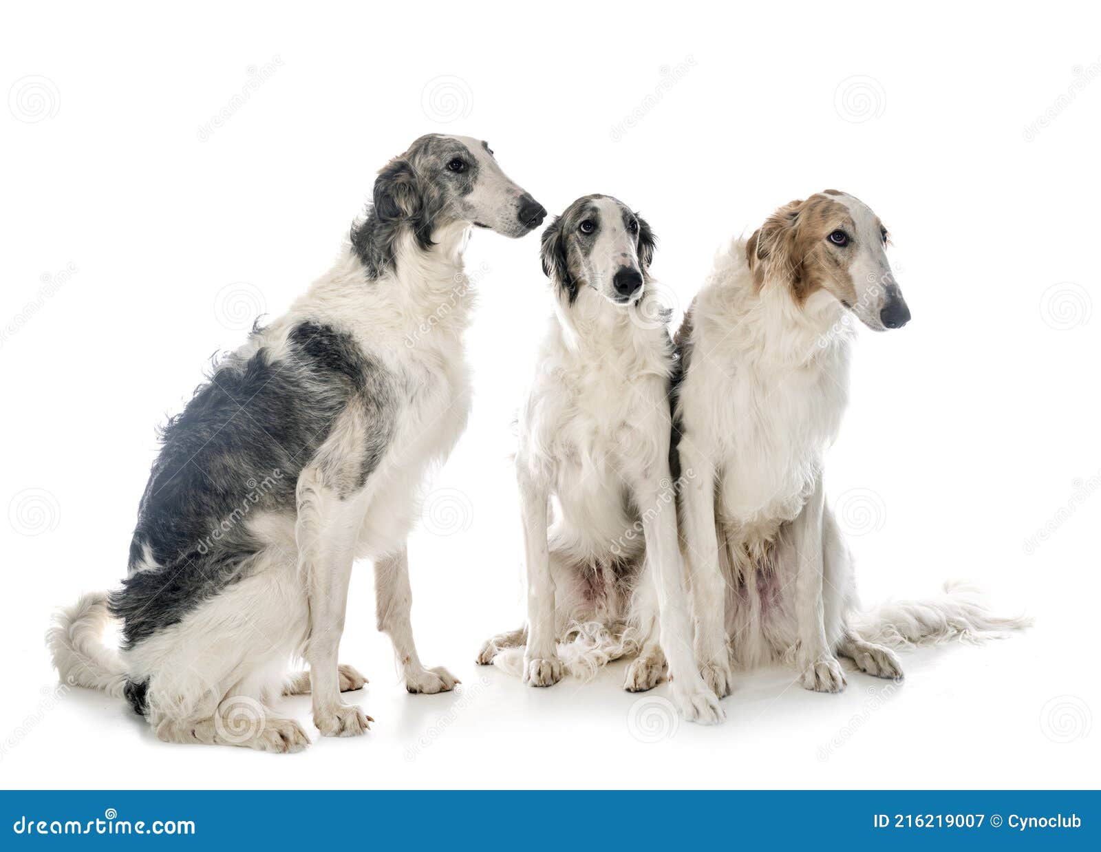 Are Borzoi The Most Intelligent Dogs