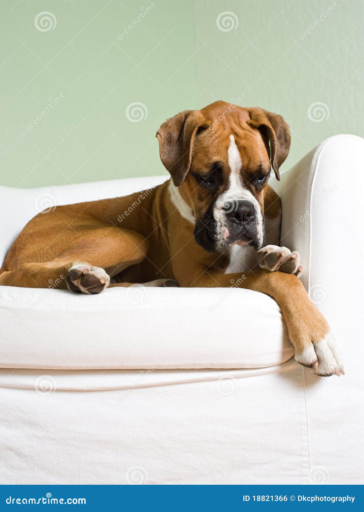 Young Boxer Resting on White Chair Stock Photo - Image of sleepy, fawn ...