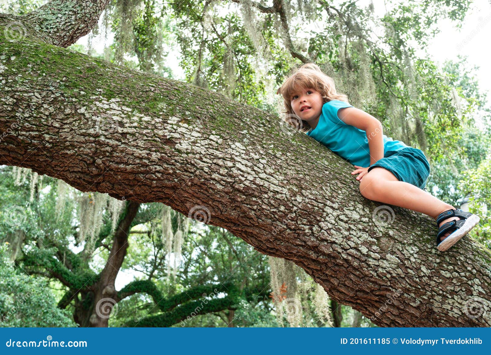 Kids Climbing Trees. Boy Child Climb High Up In A Tree. Stock Photo ...