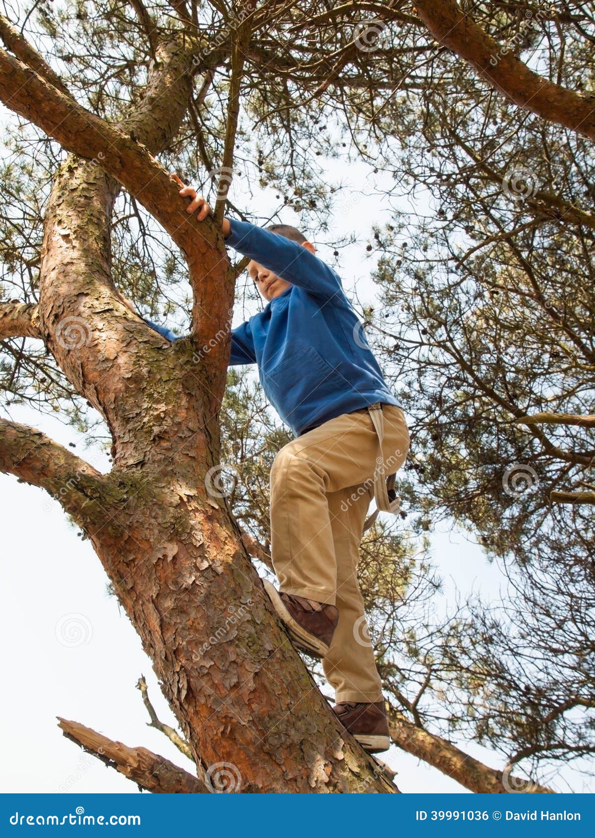 Young Boy Climbing in a Tree Stock Photo - Image of small, physical ...