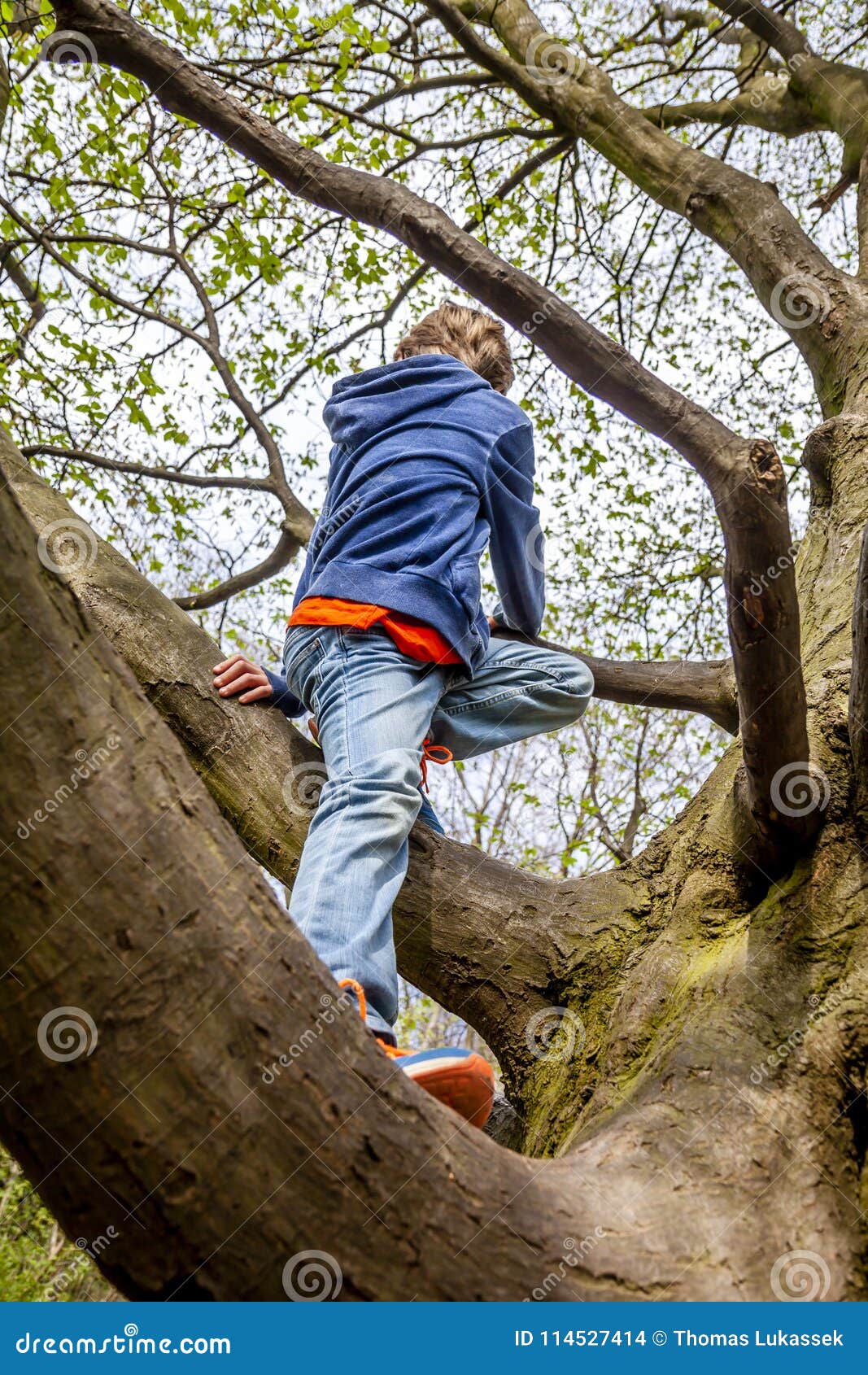 Young Boy Climbing on a Tree Stock Photo - Image of happy, achievement ...