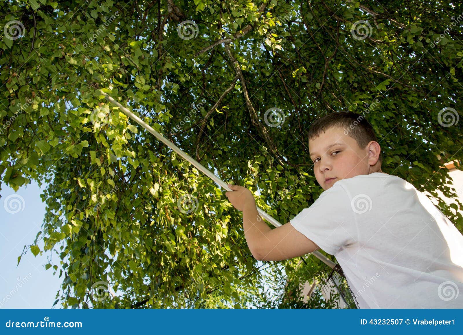 Cut Secateurs Young Branches Of Apple Trees. Pruning Trees In Spring ...