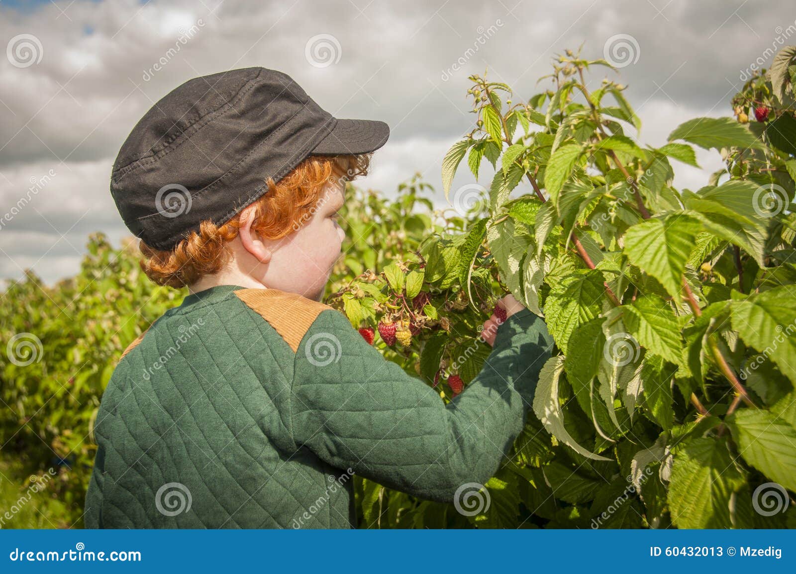 Young boy fruit picking stock image. Image of holding - 60432013