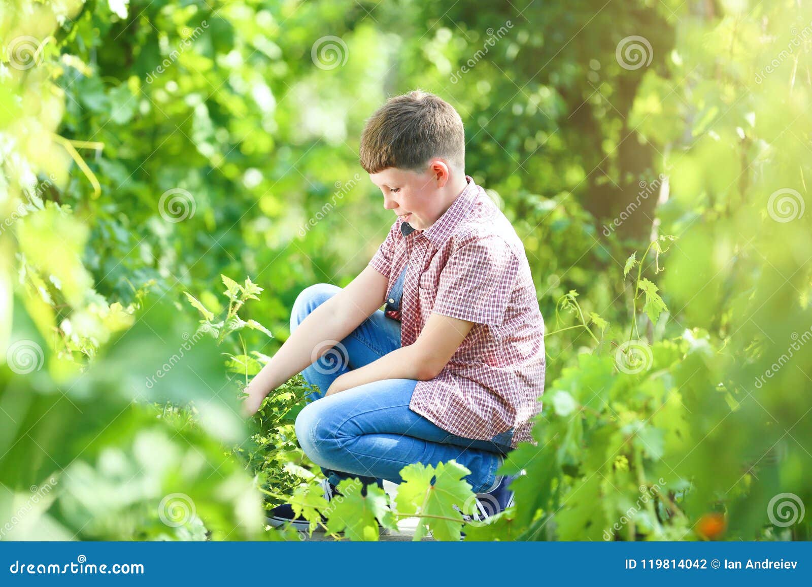Young boy stock photo. Image of garden, gardener, gardening - 119814042