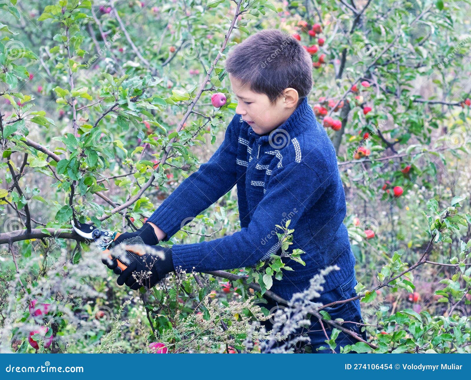A Young Boy in the Garden Pruning Tree Branches with Secateurs Stock ...
