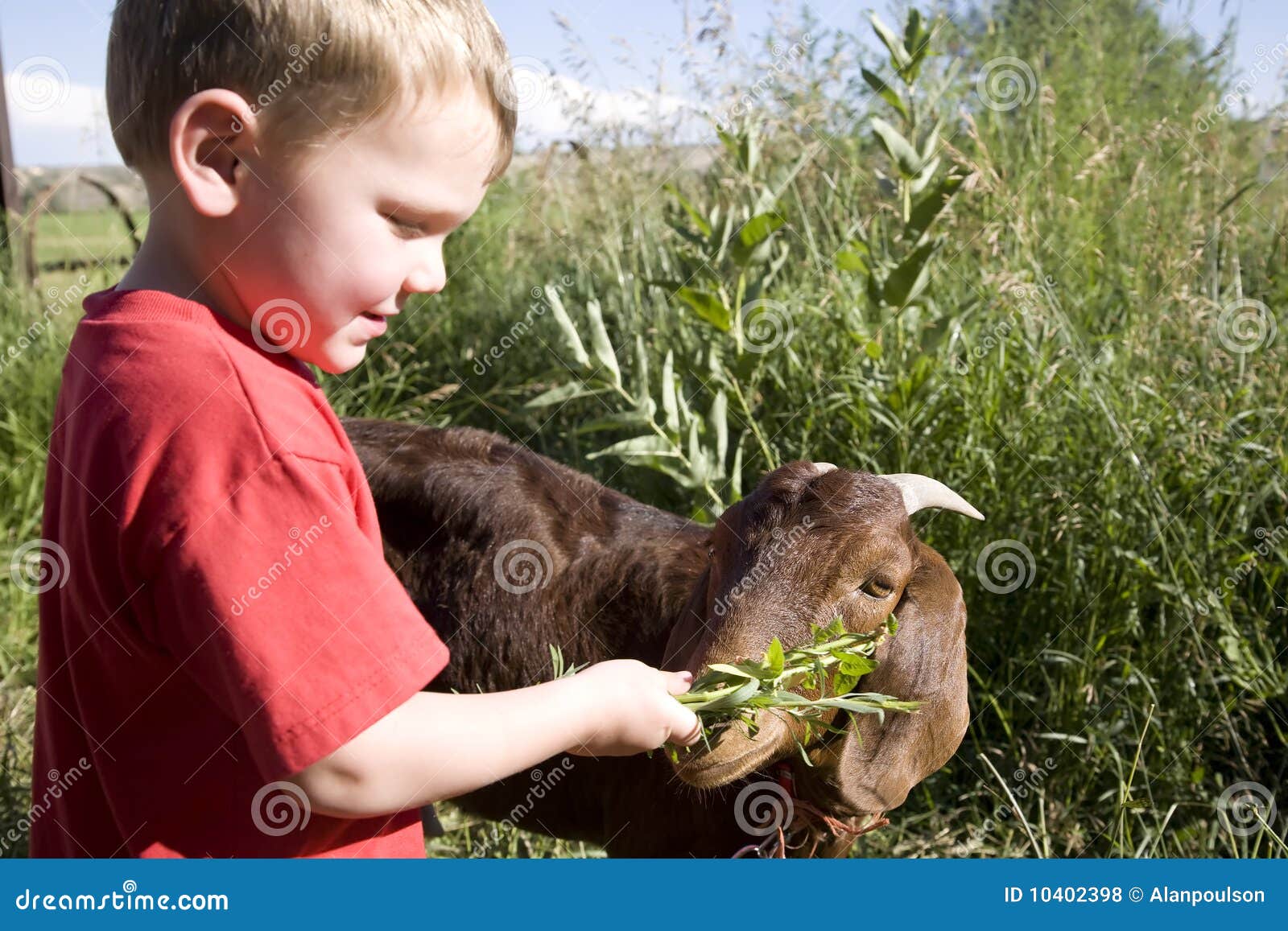 Young boy with goat stock photo. Image of closeup, youth - 10402398