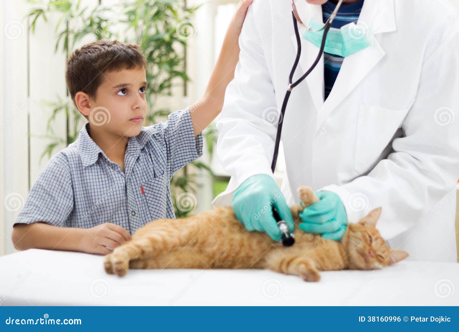 A Young Boy with His Cat, at the Vet Stock Photo - Image of check ...