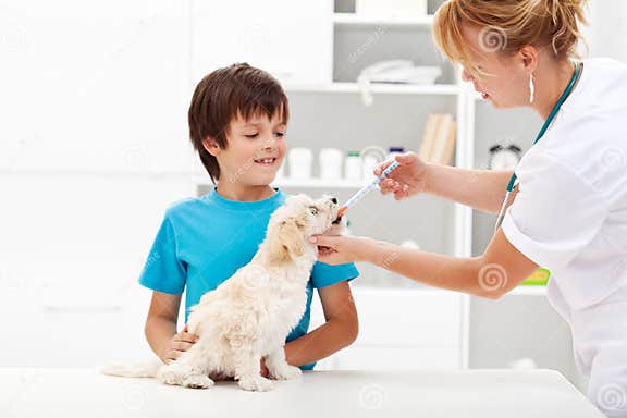 Young Boy with His Dog at the Veterinary Stock Image - Image of ...
