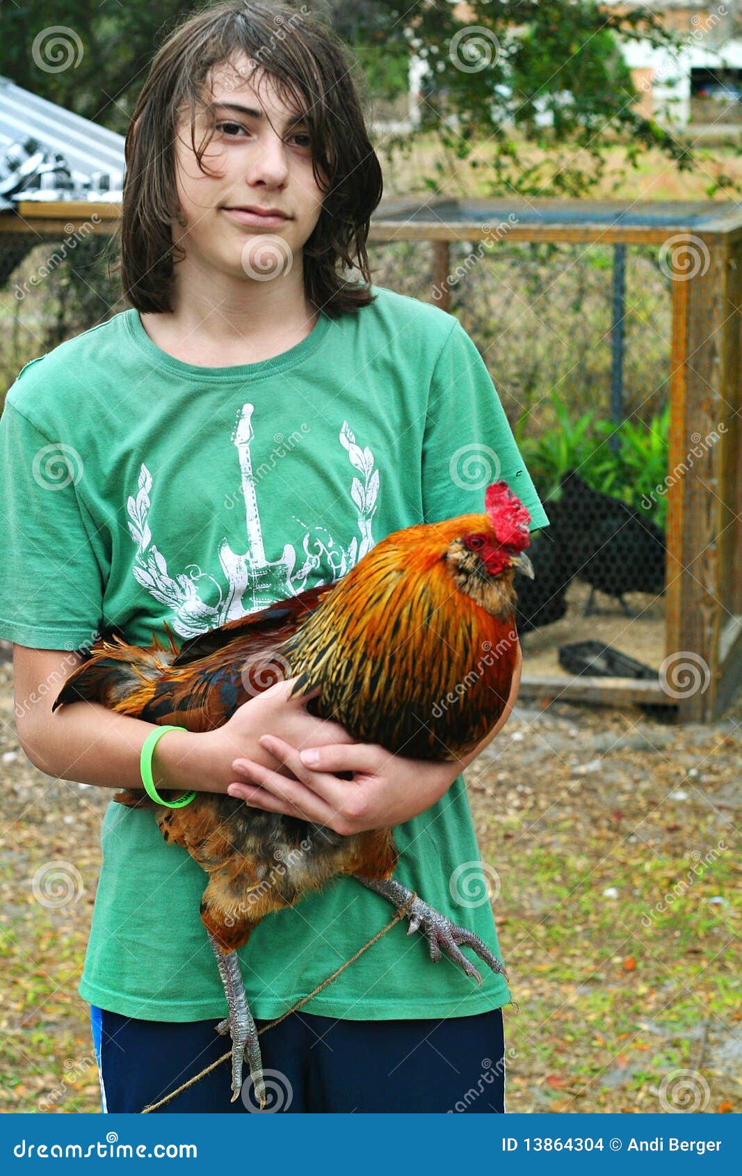Young boy holding rooster stock photo. Image of horticulture - 13864304