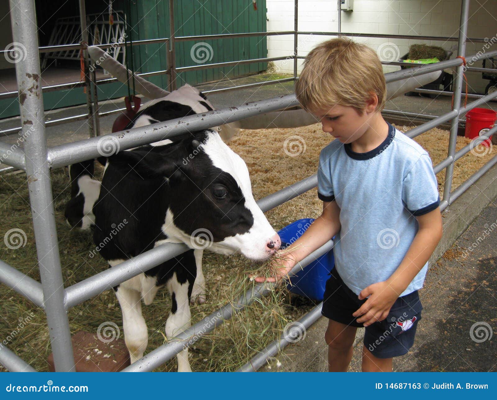 Young Boy and Holstein Calf Stock Image - Image of happy, fair: 14687163