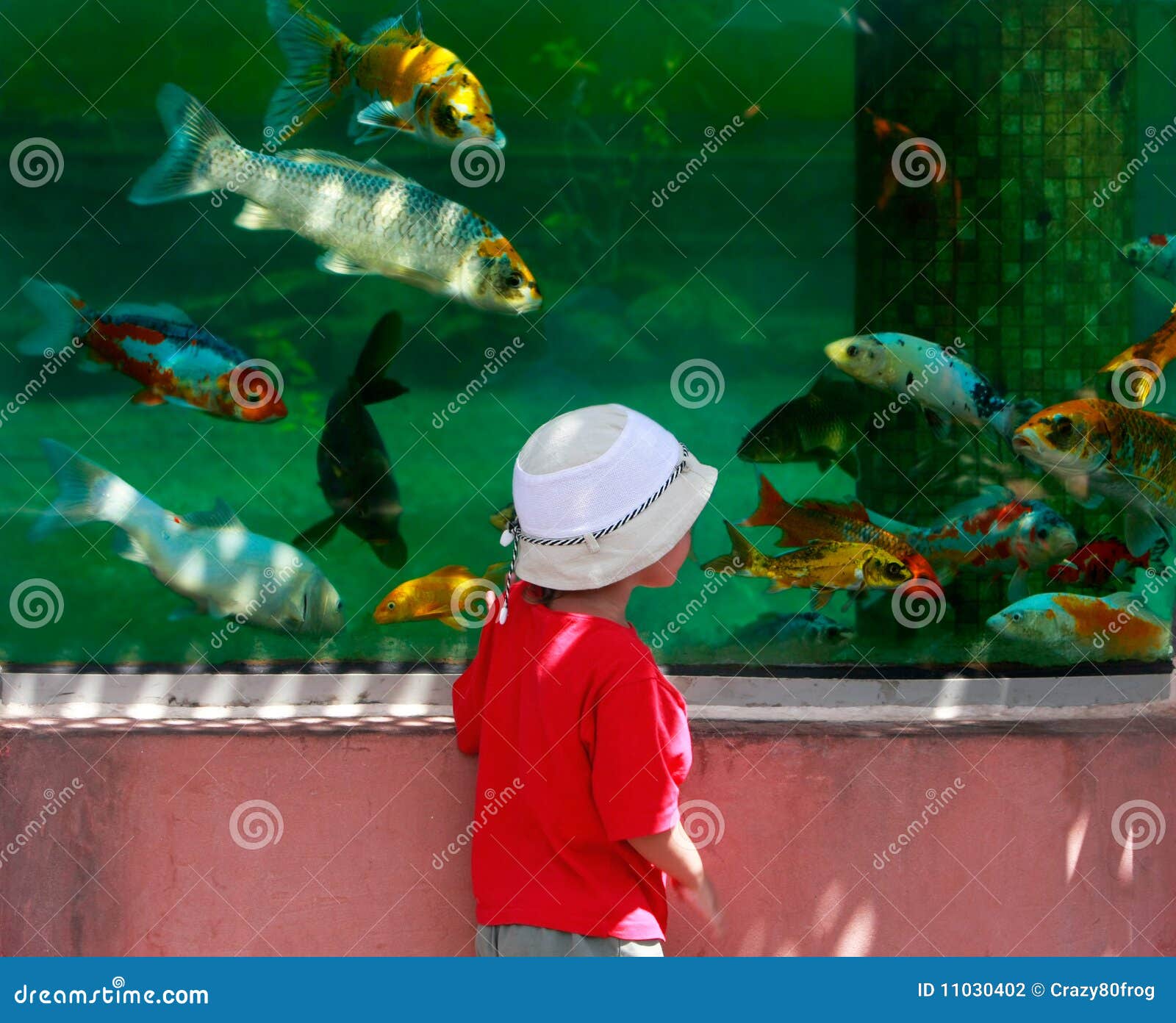 Young Boy Looking at Fishes Stock Photo - Image of curious, look: 11030402