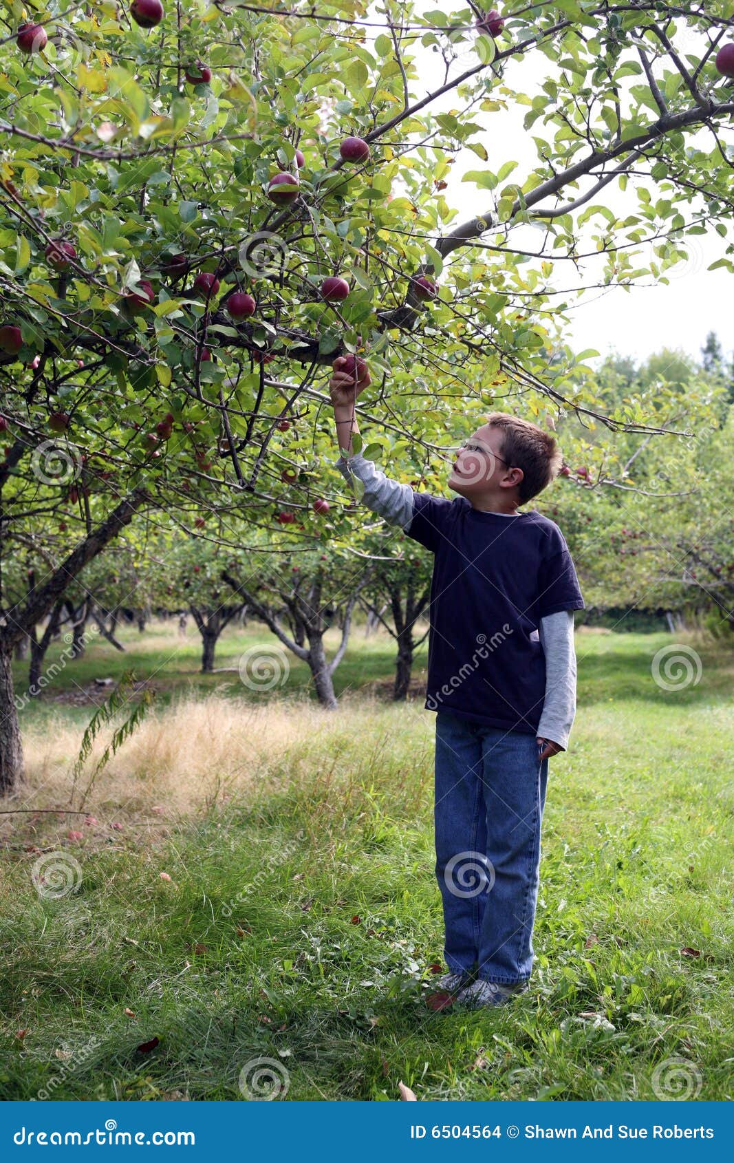 Young Boy Picking an Apple from an Orchard Tree Stock Photo - Image of ...