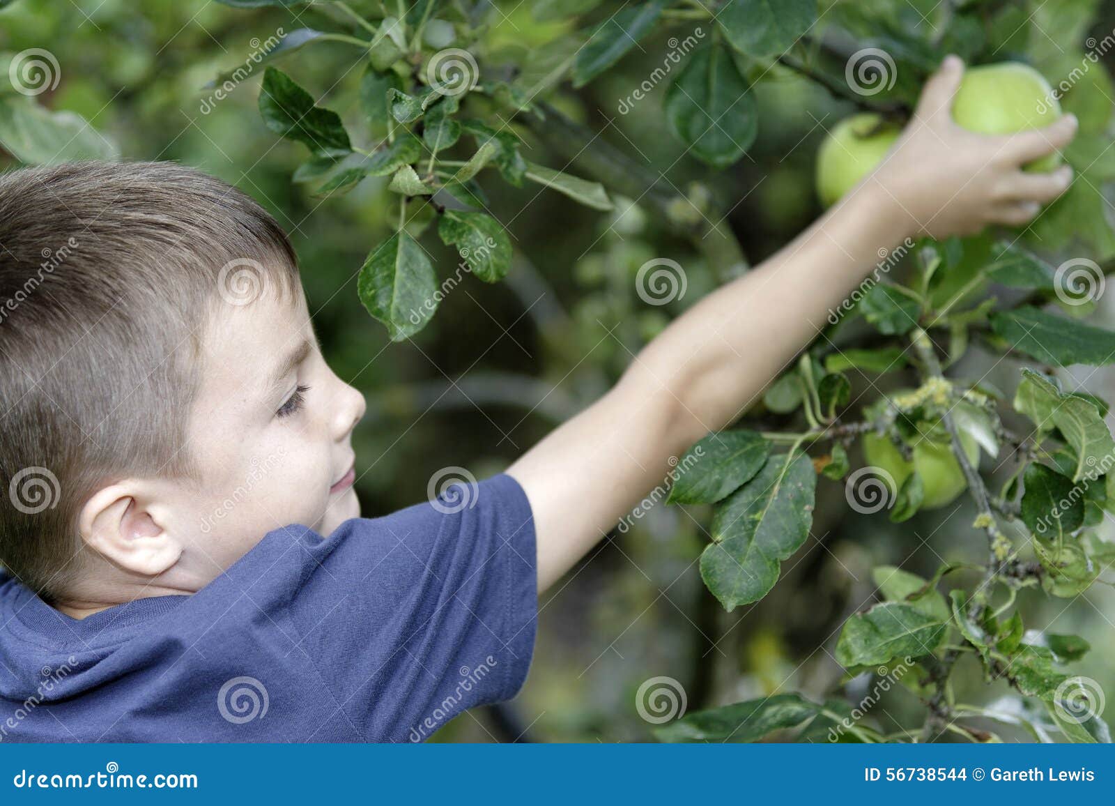 Young Boy Picking and Eating Fresh Apples Stock Photo - Image of fruit ...