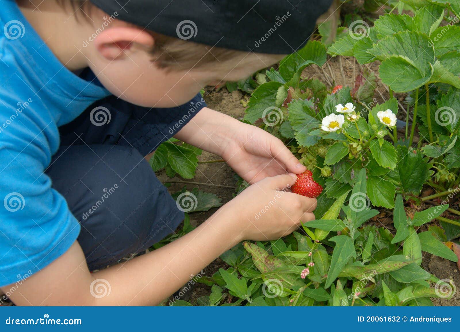 Young Boy Picking Up Strawberries on Garden-bed Stock Photo - Image of ...