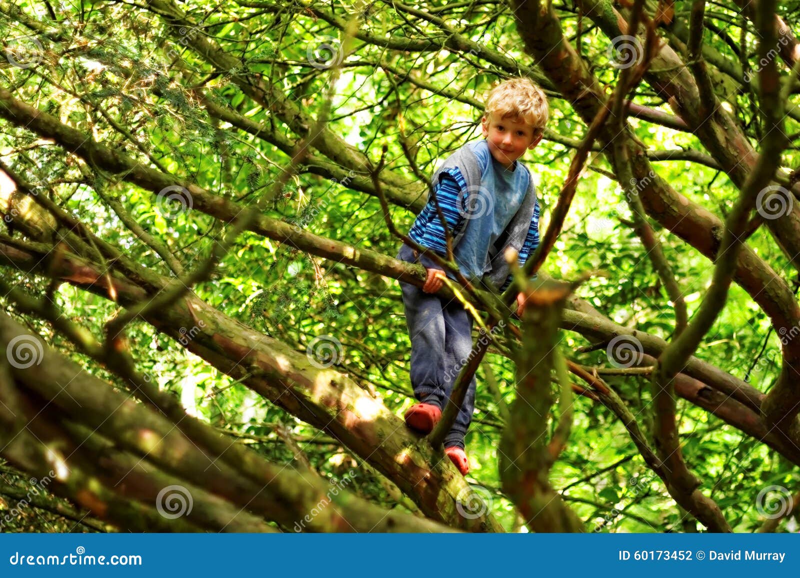 Young Boy Playing in Tree stock photo. Image of climb - 60173452