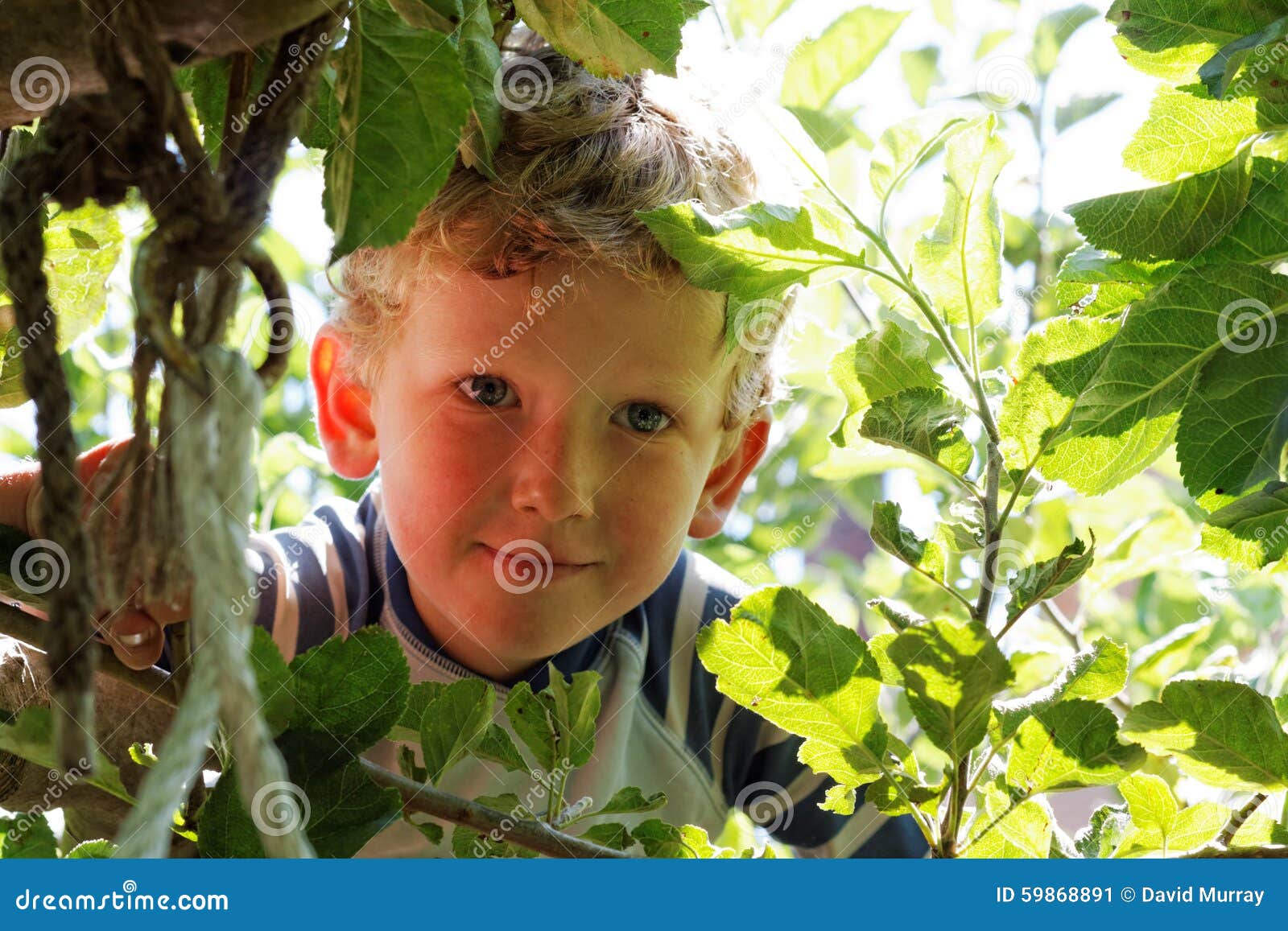 Young Boy Playing in Tree stock image. Image of summer - 59868891