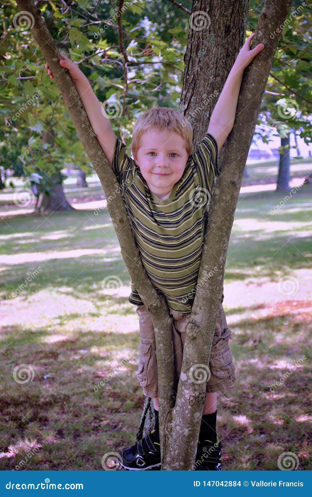 Young Boy Playing in a Tree Stock Photo - Image of play, male: 147042884