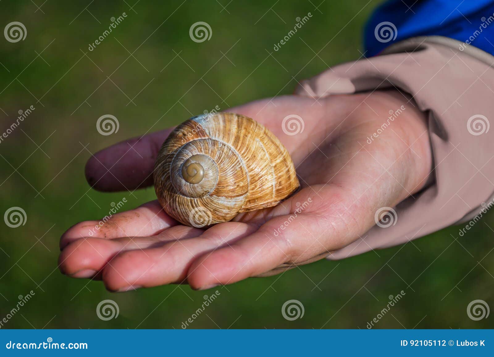 Young Boy Showing a Snail in His Palm Stock Photo - Image of exploring ...